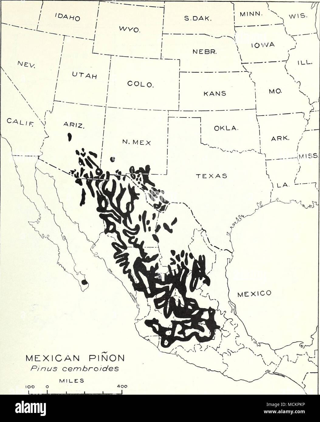 . PINUS OEMBROIDES ZUCOARINI Map 7 MEXICAN PINON Stock Photo - Alamy