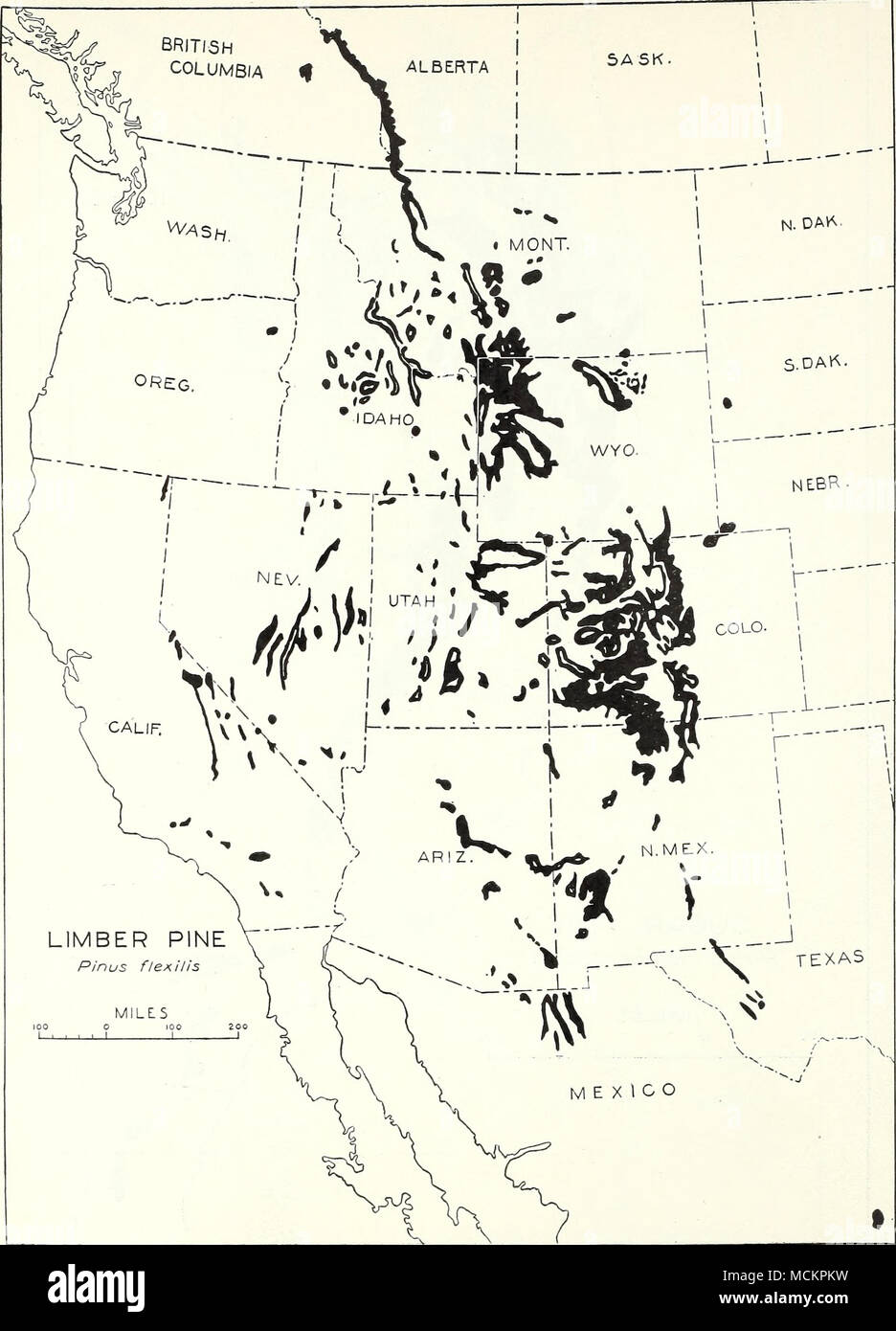 . PINUS FLEXILIS JAMES Map 4 LIMBER PINE Stock Photo - Alamy