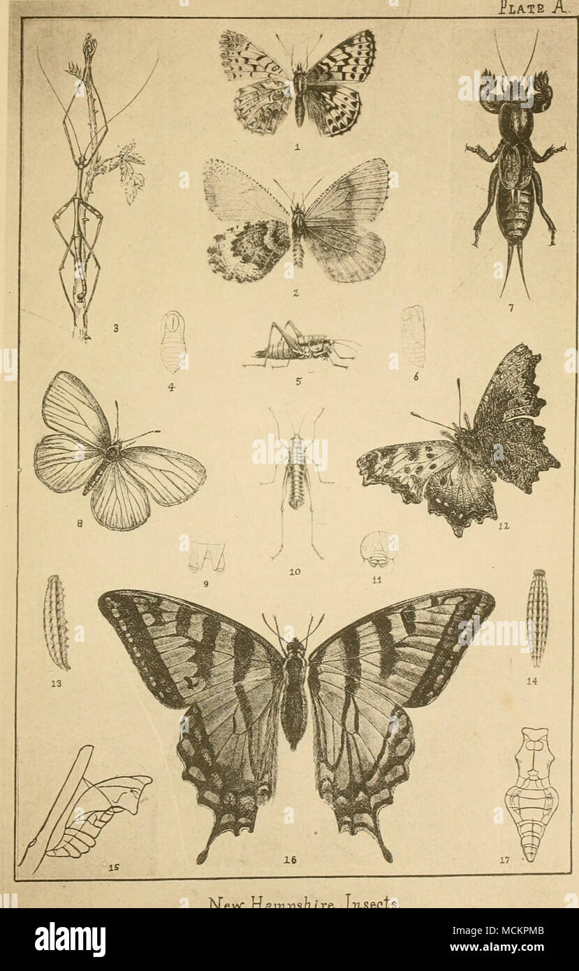 . Hevr HampsKire Insects Stock Photo - Alamy