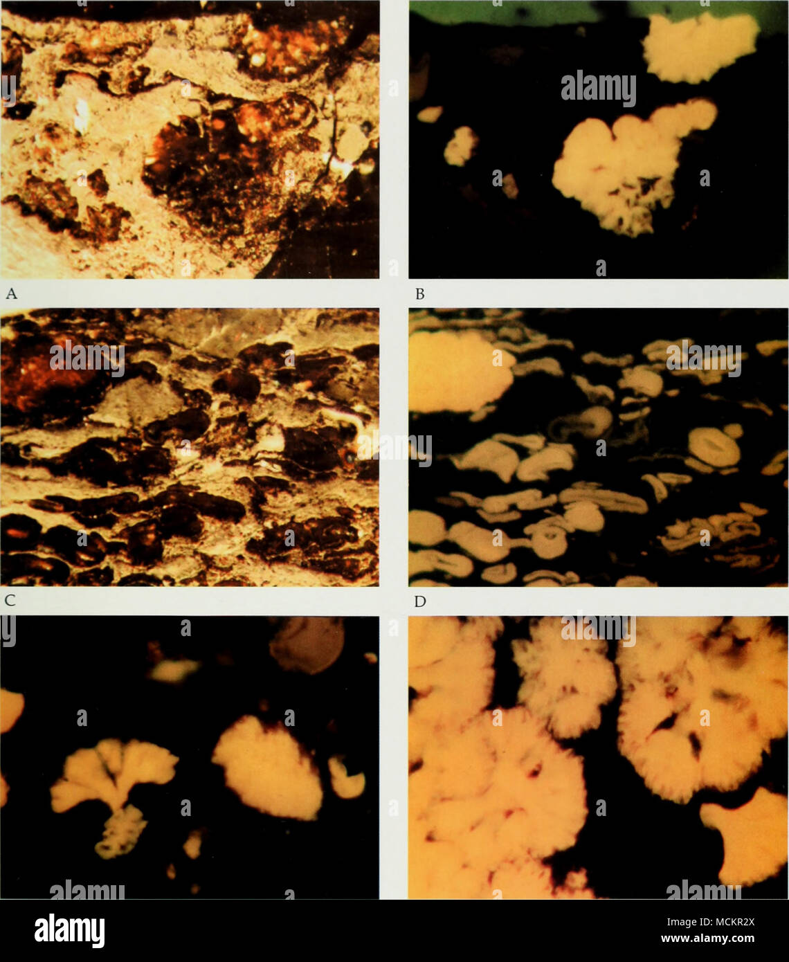 Liptinite hi-res stock photography and images - Alamy