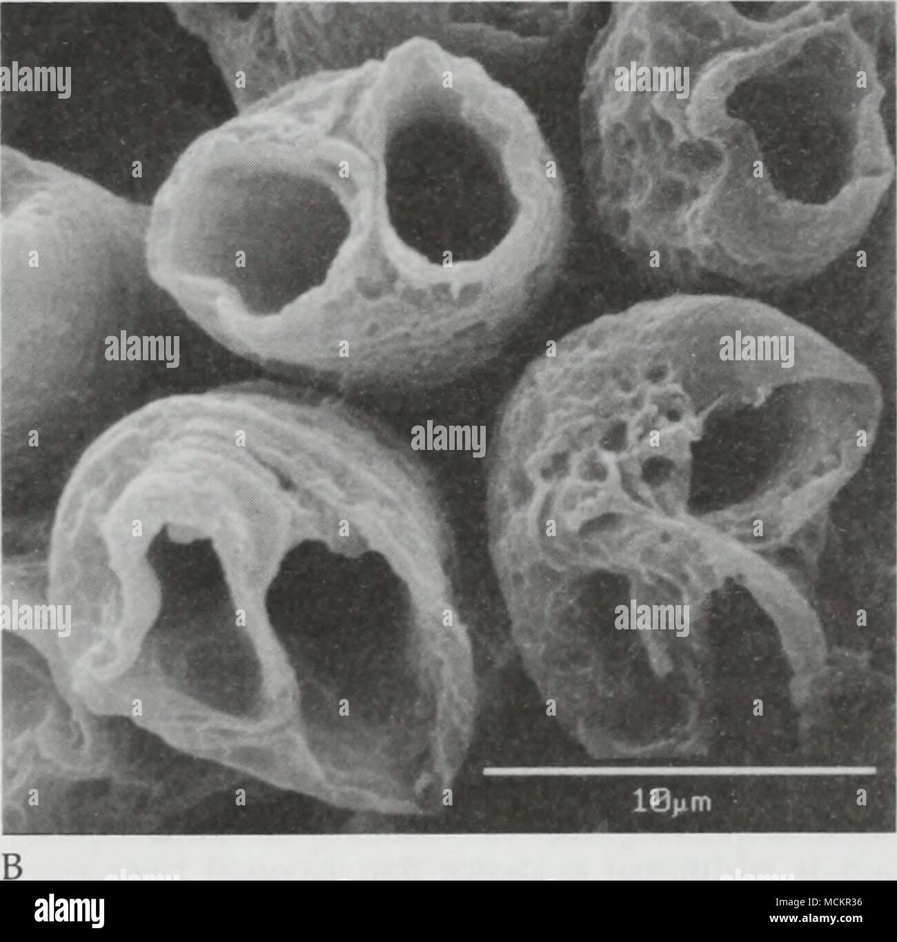 . Figure 6 SEM micrographs of Botryococcus show the open structure of ...