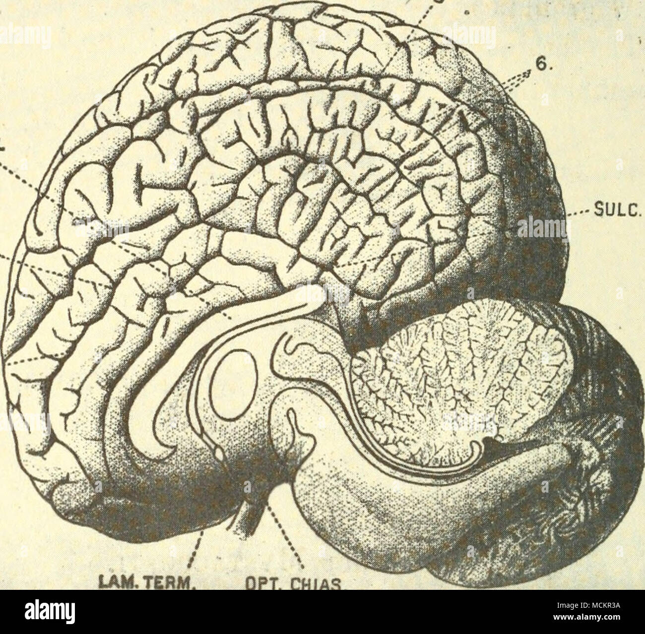 Mesial hi-res stock photography and images - Alamy