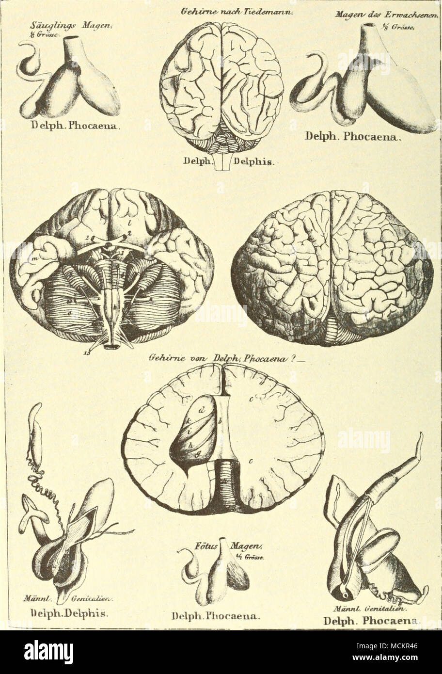 . Figure 6. Early Drawings of the Brain of the Dolphin and of the ...
