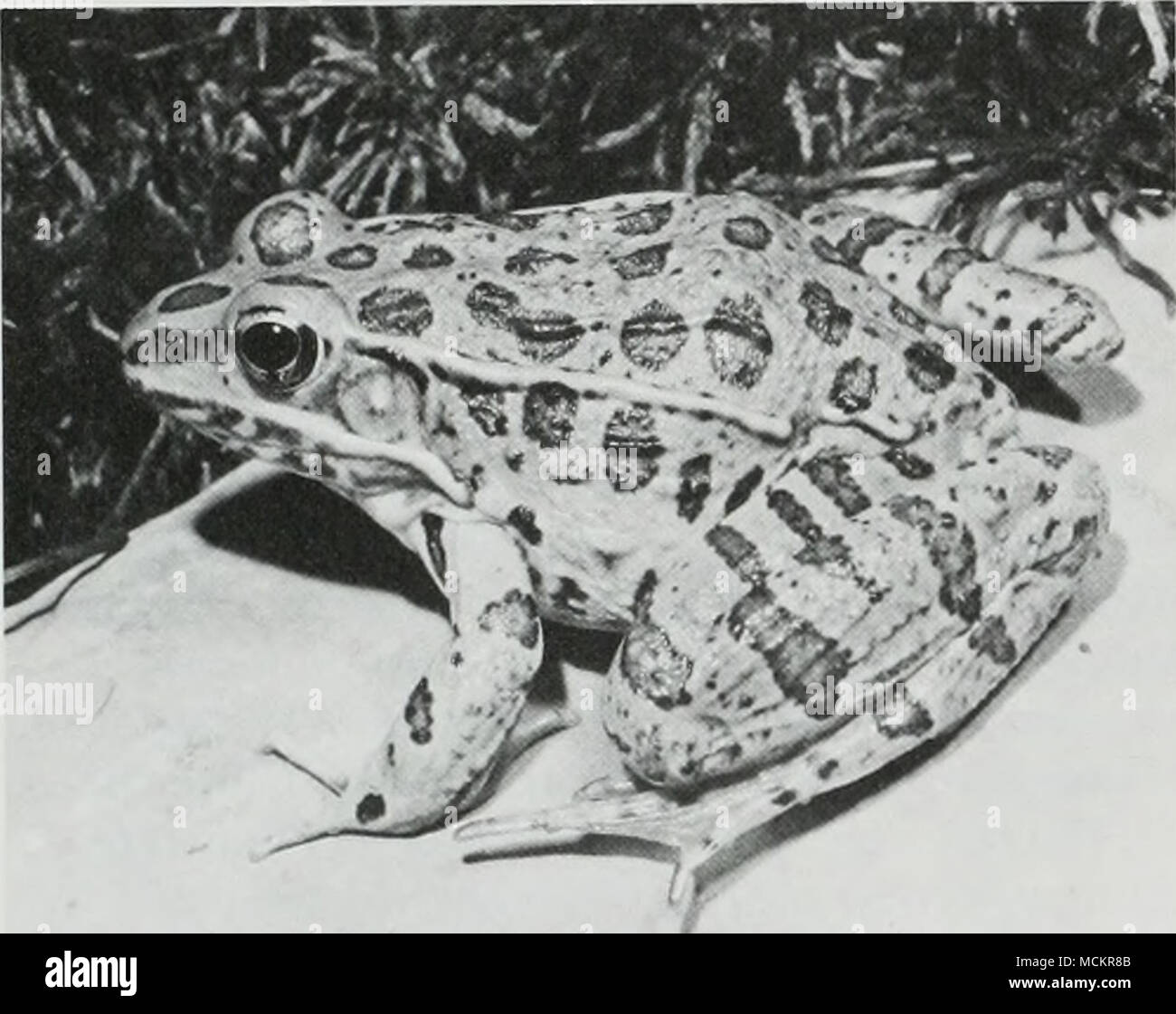 . Figure 1. Plains leopard frog {Rayia blairi) from Spring Lake ...