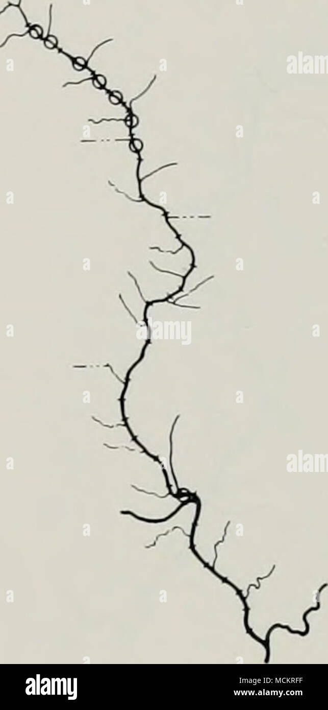 Noturus flavus hi-res stock photography and images - Alamy