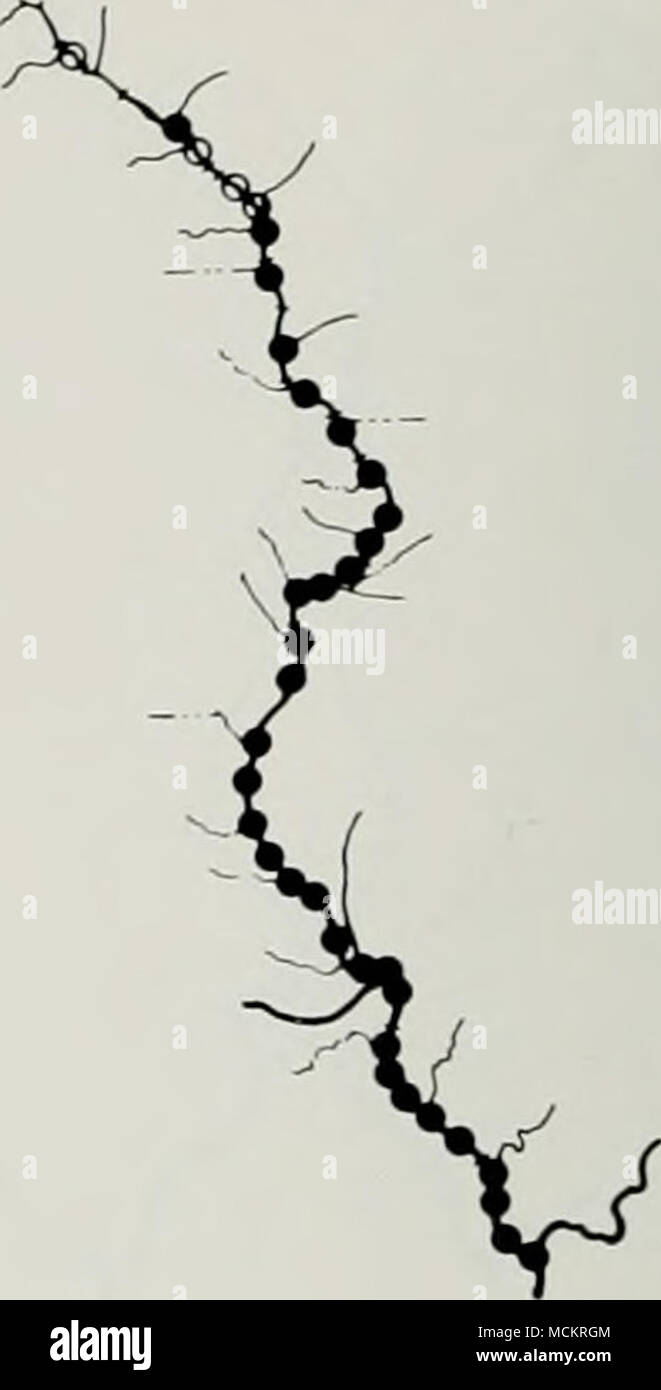 Carpiodes cyprinus hi-res stock photography and images - Alamy