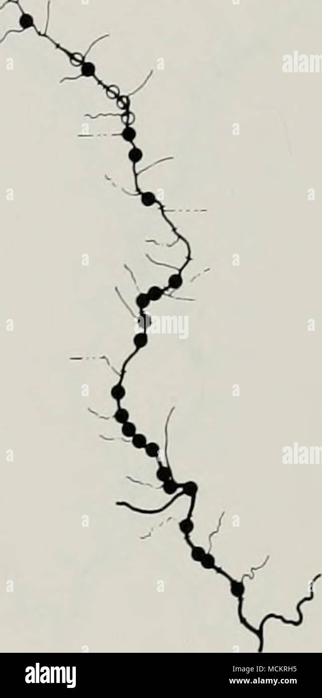 . NOTROPIS TEXANUS NOTROPIS VOLUCELLUS PHENACOBIUS MIRABILIS PIMEPHALES ...