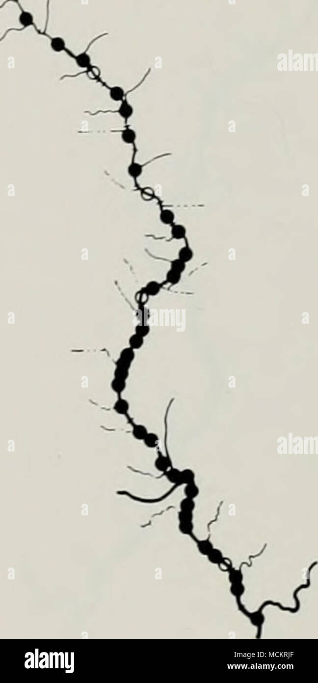 . HYBOGNATHUS ARGYRITIS HYBOGNATHUS HANKINSONl HYBCX5NATHUS NUCHALIS ...