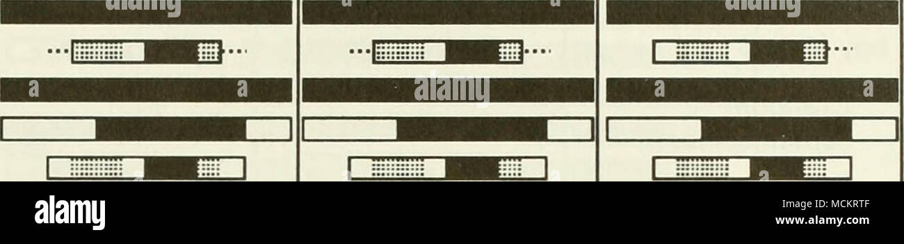 . American lobster Homarus americanus Jonah crab Cancer borealis ...