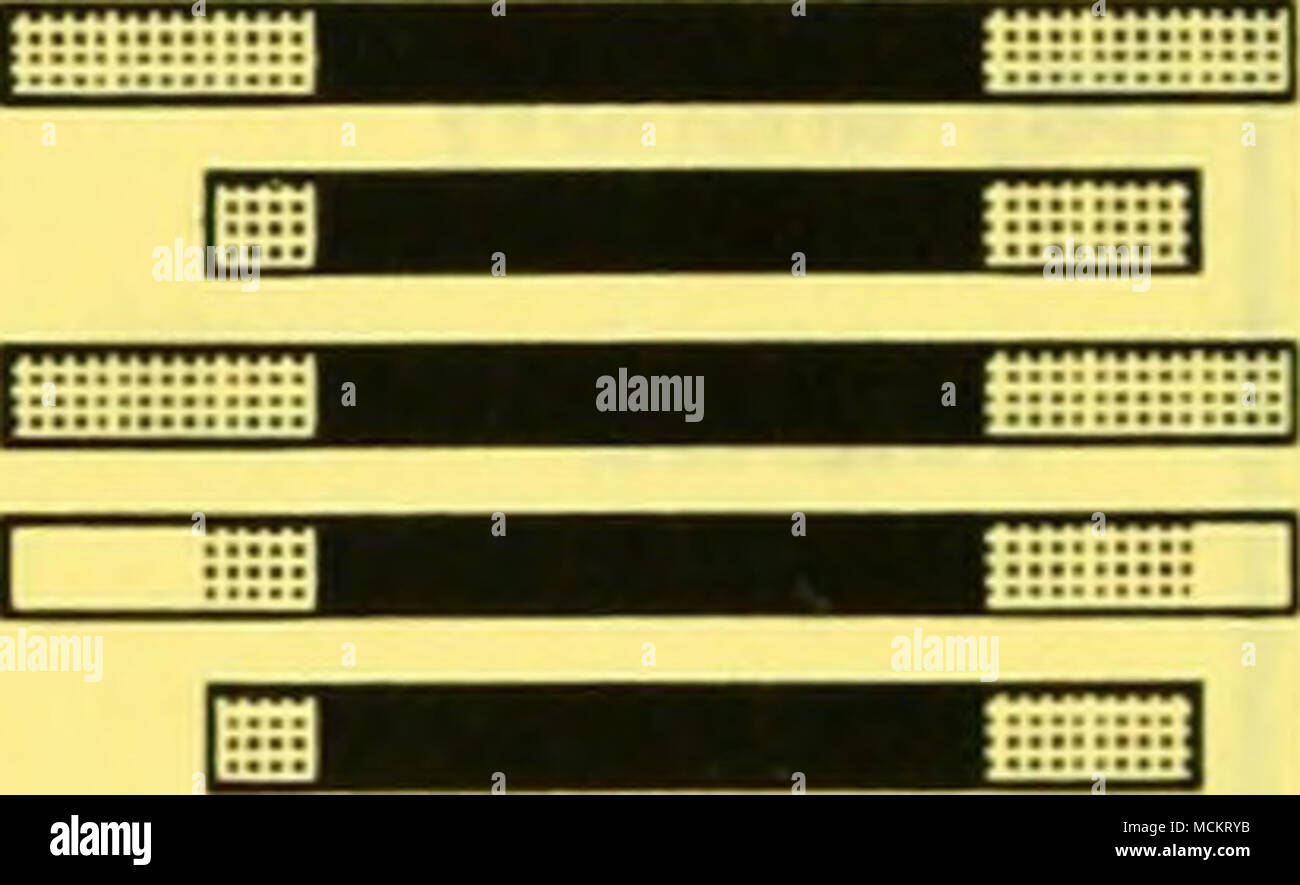 Hardhead catfish hi-res stock photography and images - Alamy