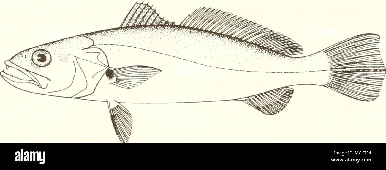 . 8 cm (from Fischer 1978) Common Name: sand seatrout Scientific Name ...