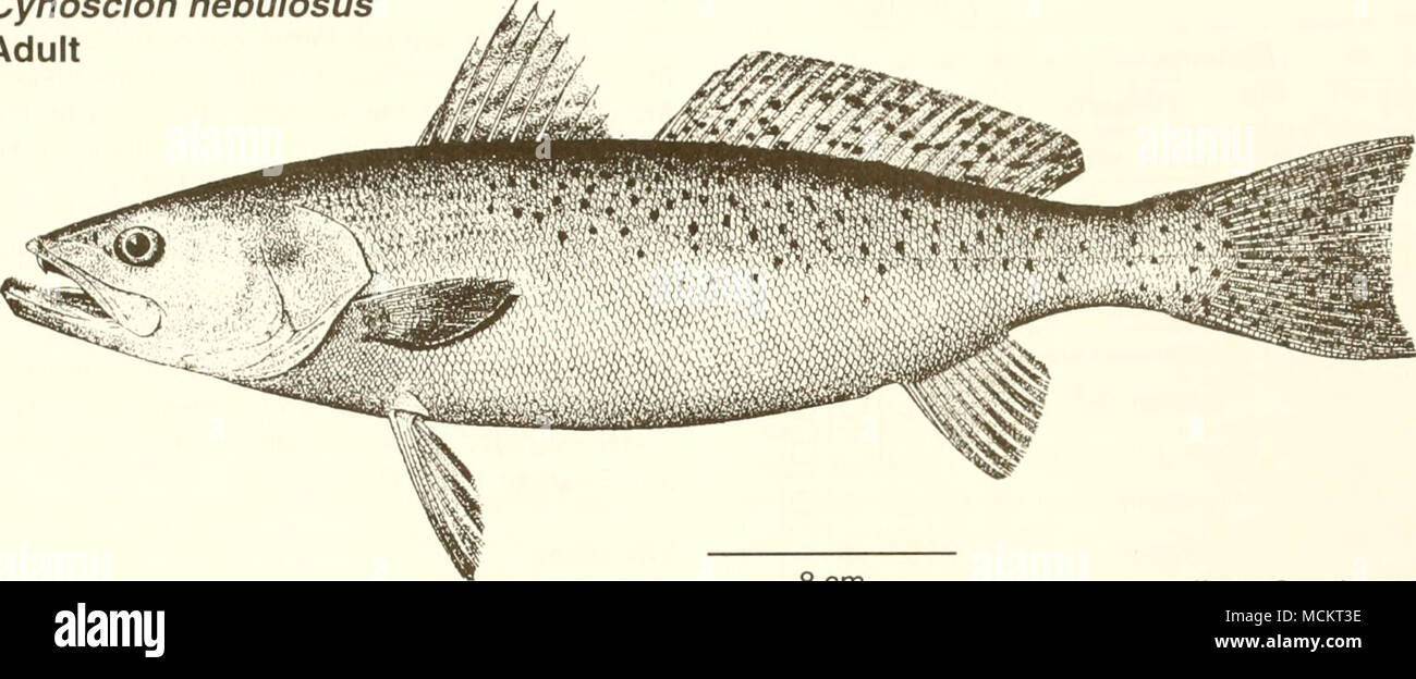 . 8 cm (fromGoode 1884) Common Name: spotted seatrout Scientific Name ...