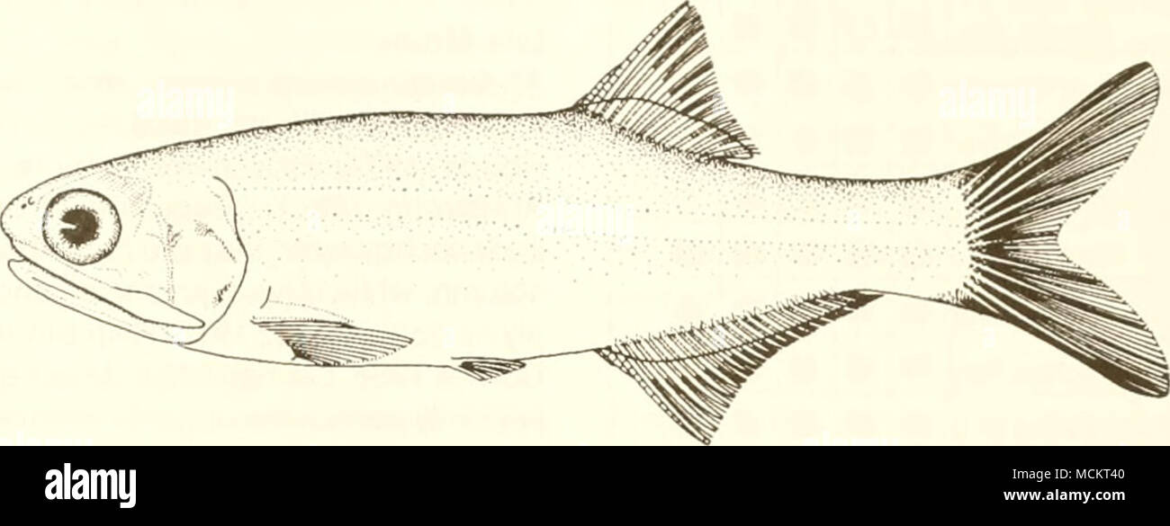 . 2 cm (from Fischer 1978) Common Name: bay anchovy Scientific Name ...