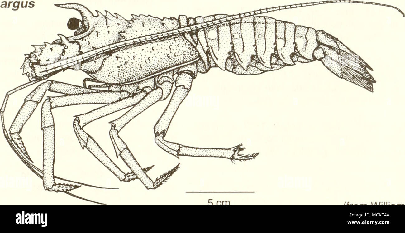 Crustacea class hi-res stock photography and images - Alamy