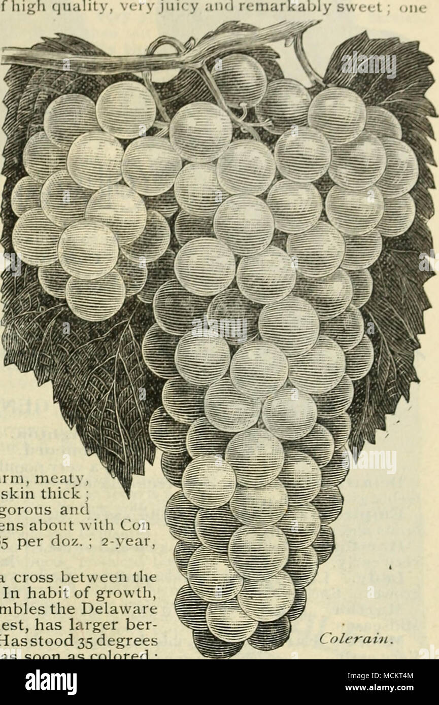 Will ow or will ow hi-res stock photography and images - Alamy