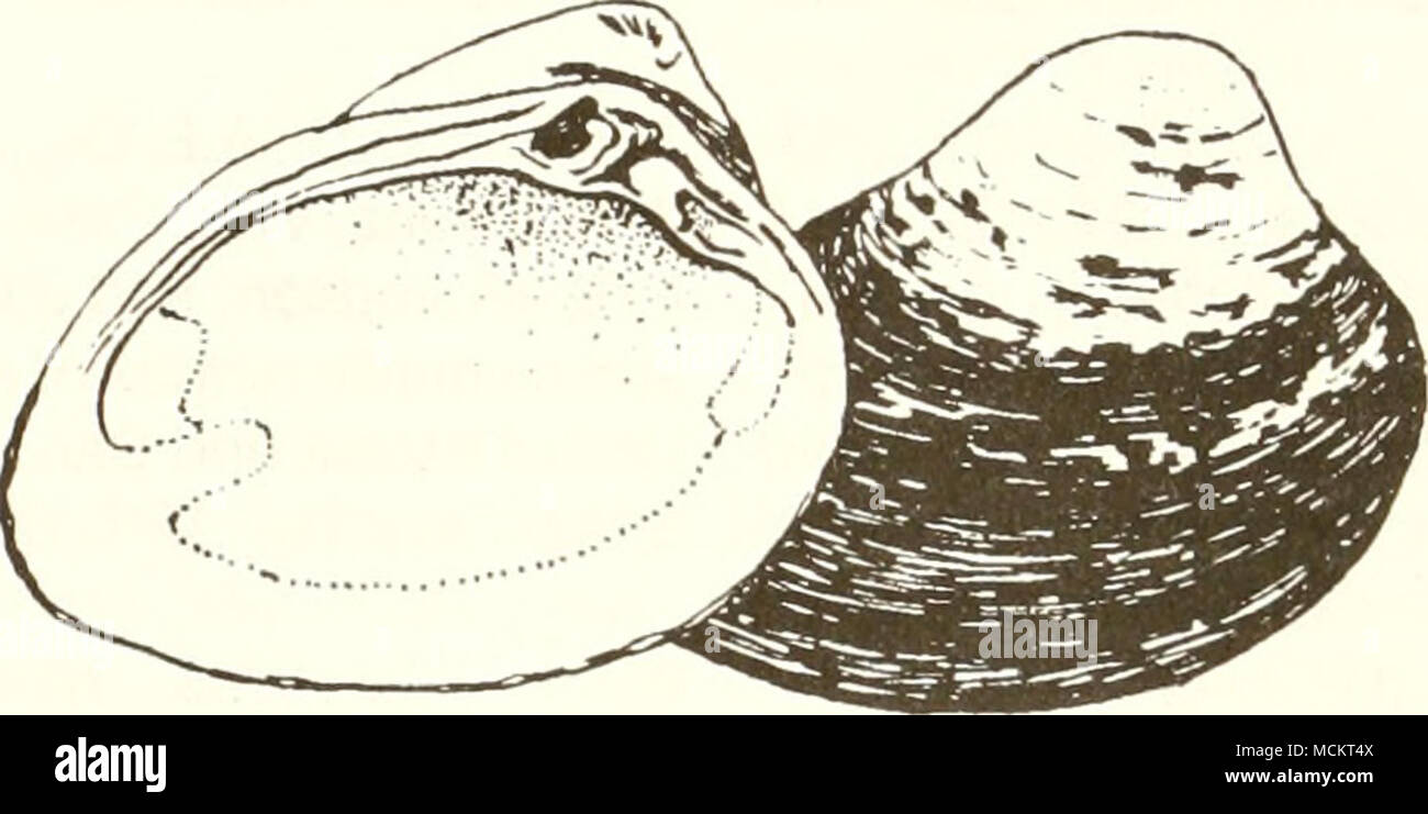 . 2 cm (from Fischer 1978) Common Name: Atlantic rangia Scientific Name ...