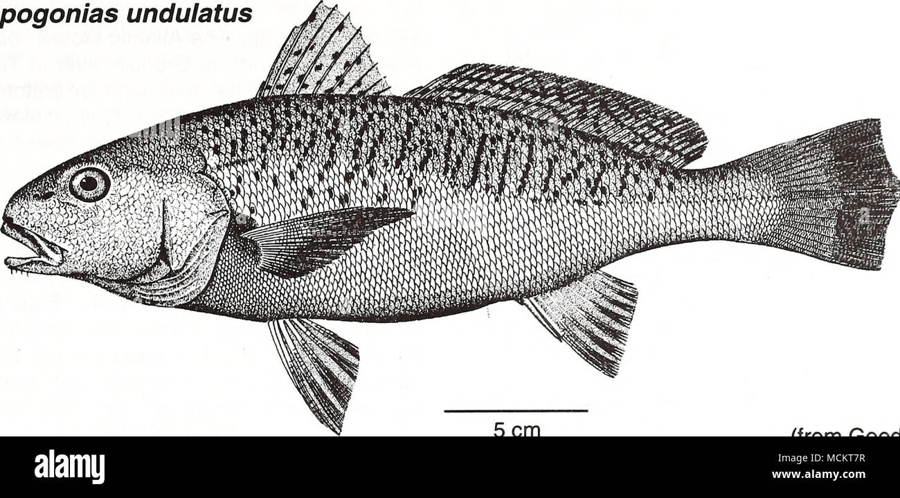 Order perciformes hi-res stock photography and images - Alamy