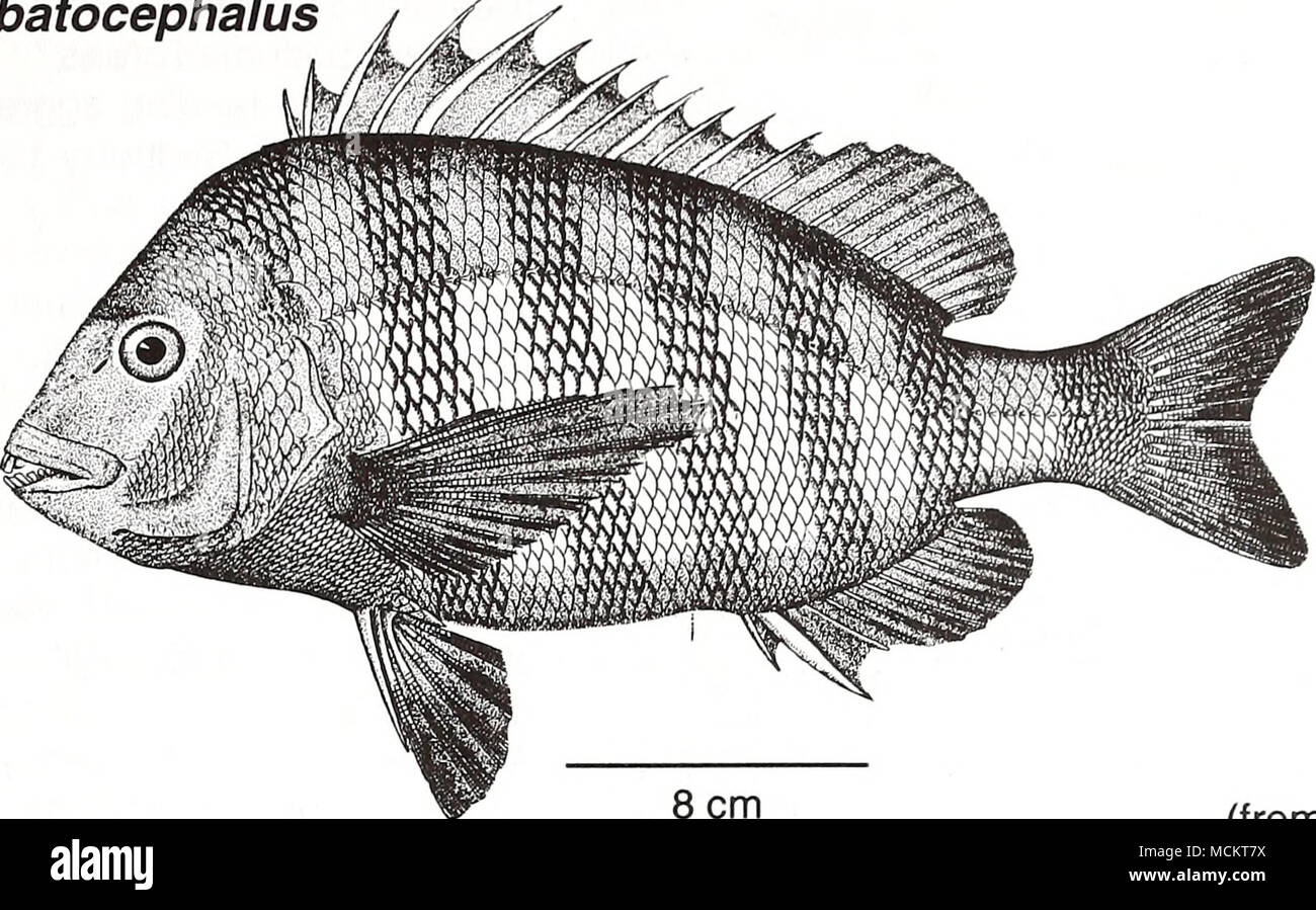 . (from Goode 1884) Common Name: sheepshead Scientific Name ...