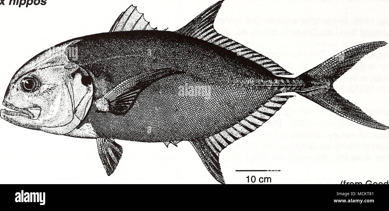 . 10 cm (from Goode 1884) Common Name: crevalle jack Scientific Name ...