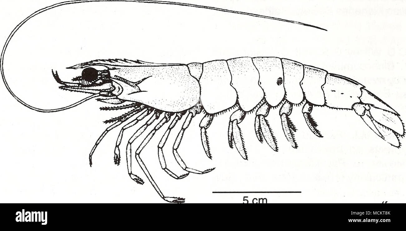 Phylum Arthropoda Prawn