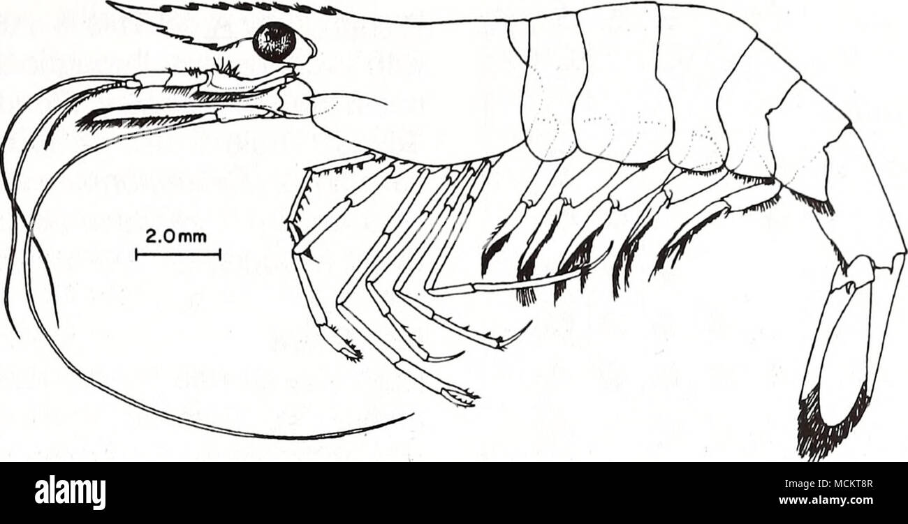 Phylum arthropoda classification hi-res stock photography and images ...