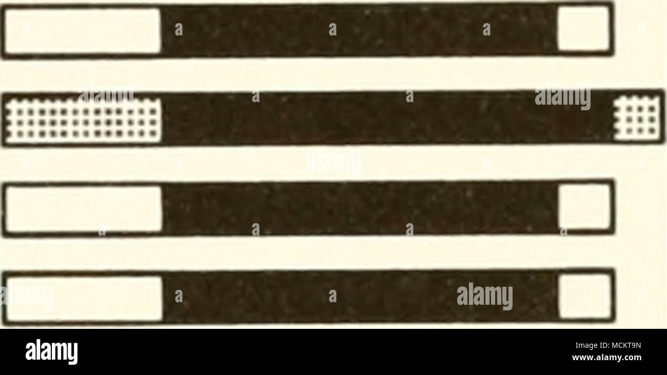 . Hardhead catfish Arius felis Stock Photo - Alamy