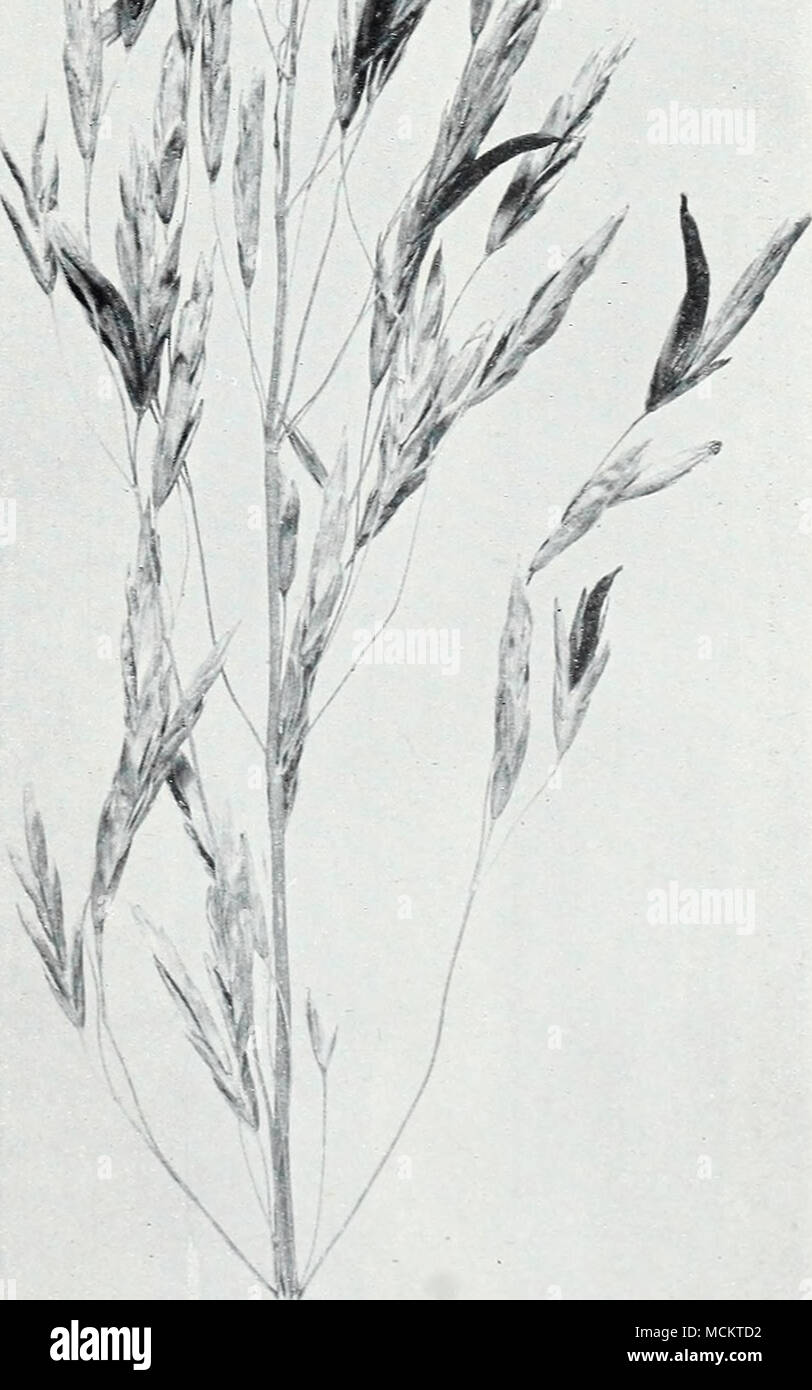 Ergot Sclerotia High Resolution Stock Photography and Images - Alamy
