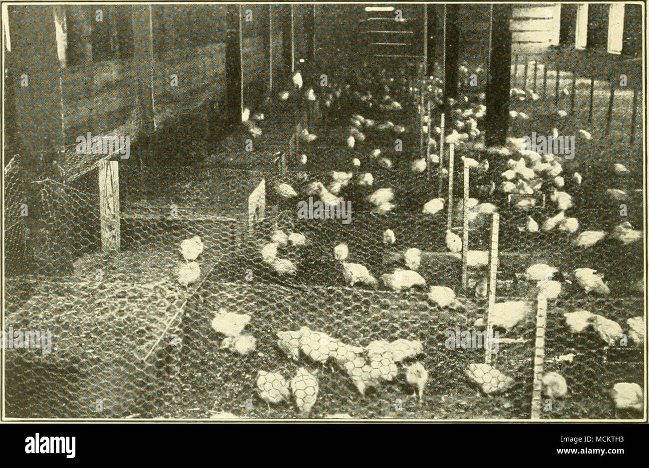 Brooder house hi-res stock photography and images - Alamy