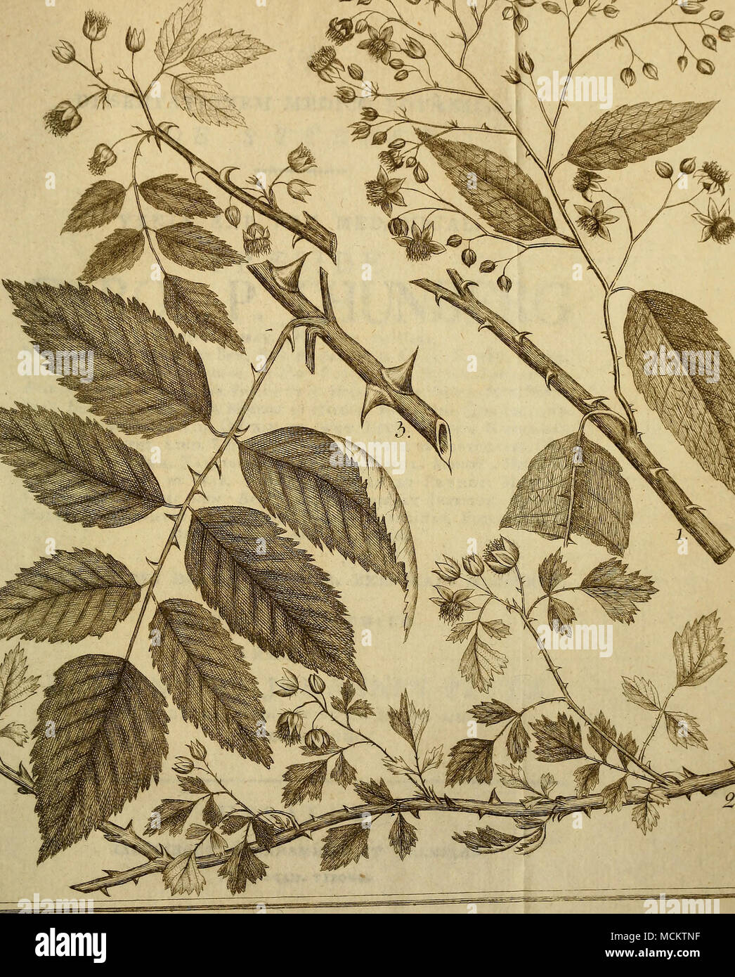 Rudus hi-res stock photography and images - Alamy
