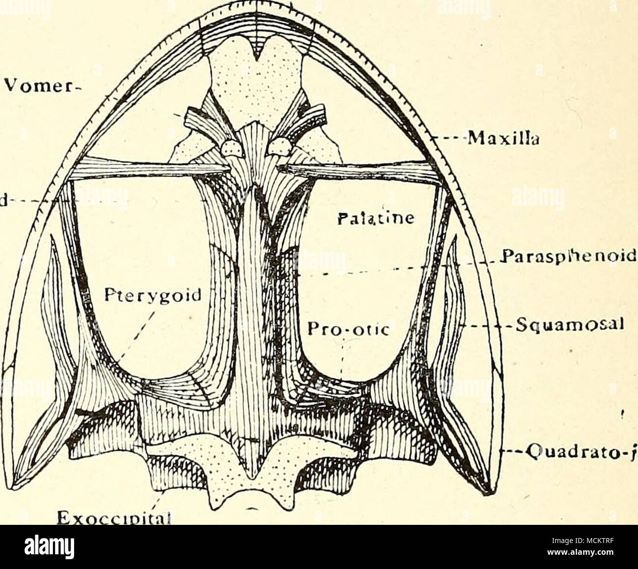 . Ouadrato-;uga! Exoccip FiG. 10.—Ventral view of Skull of Xenopus and ...