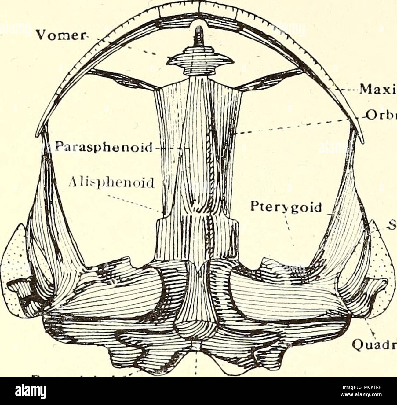 . Maxilla -Orbitosphenoid SpheTietnmoid -Squamosal Exoccipital-' Basi ...