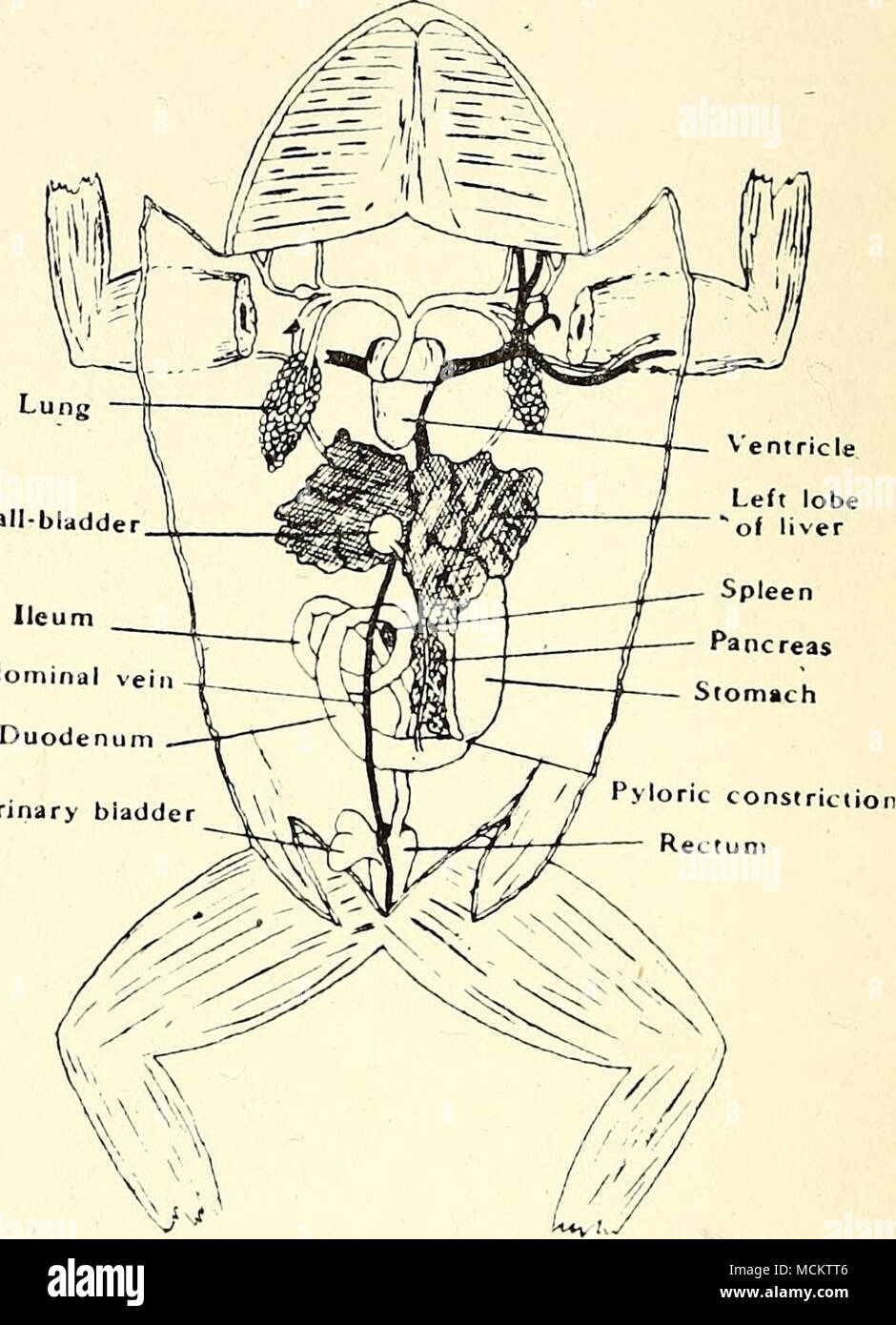 Frog Dissection Bladder