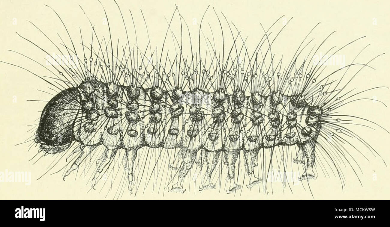 . Fig. 1.-First-Stage Larva Showing Two Kinds of Hairs. (From Burgess ...