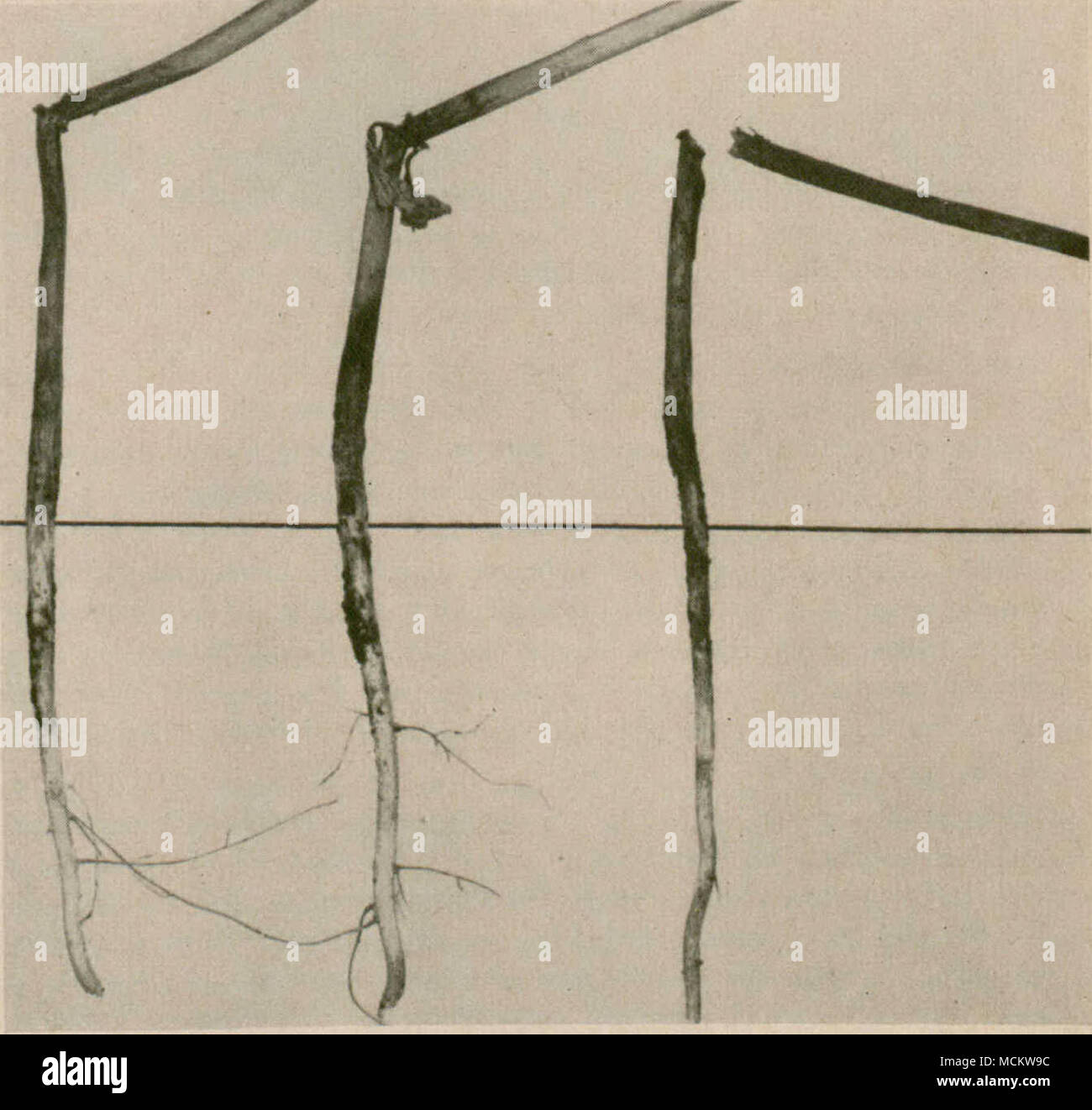 . Figure 20.—Stem break of flax. The horizontal line represents the ...