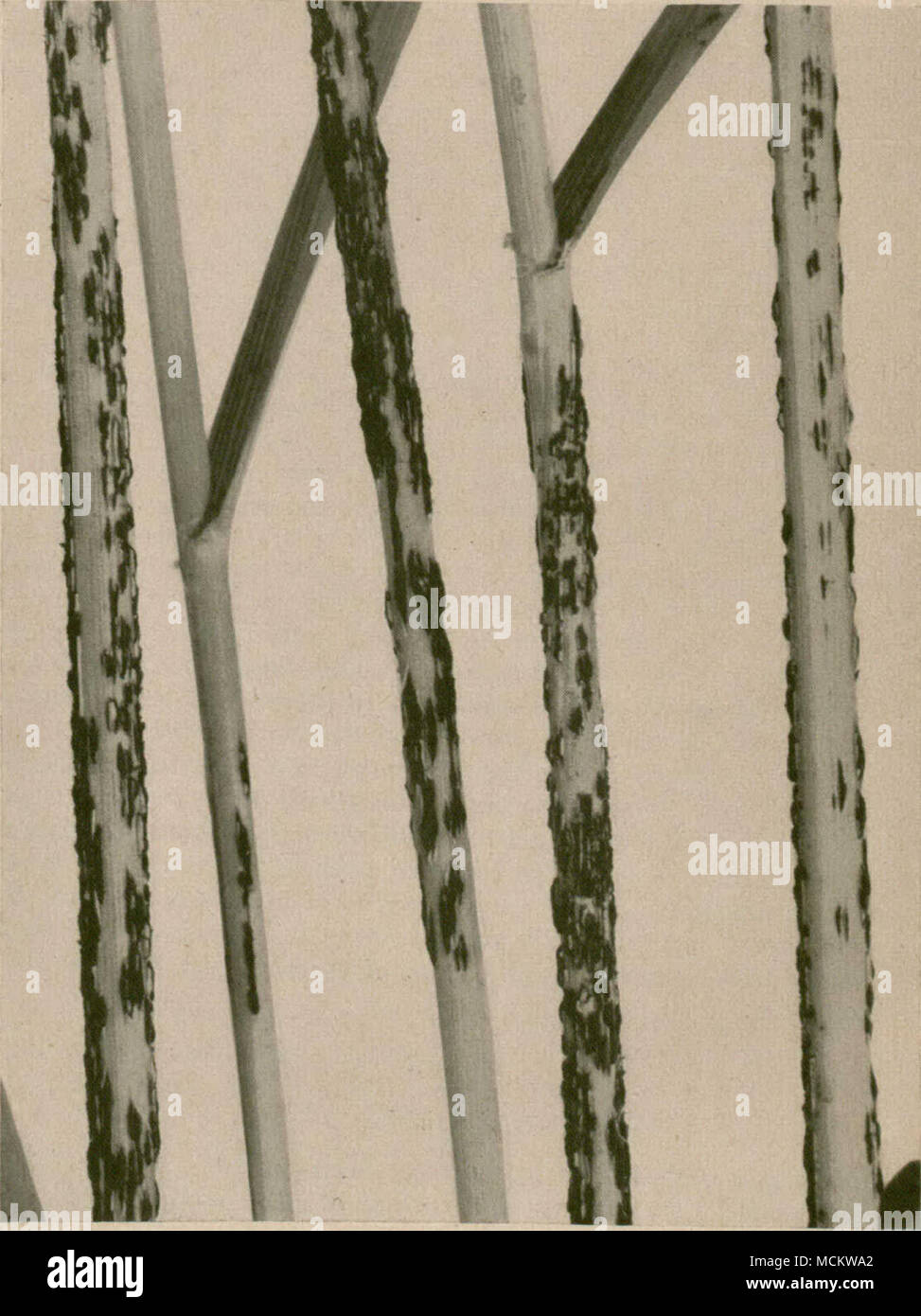 . Figure 5.—Stem rust of wheat; the red or summer stage of the 21 Stock ...