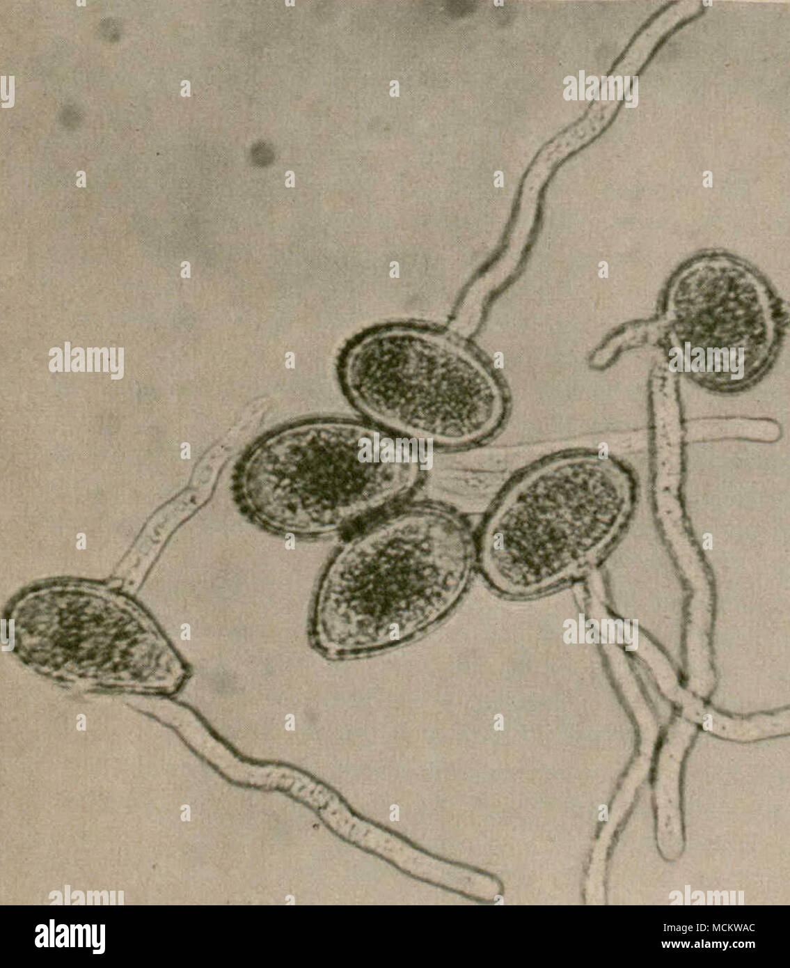 Stem rust fungus hi-res stock photography and images - Alamy