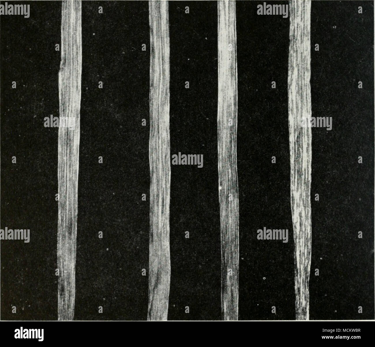 Mottling soil hi-res stock photography and images - Alamy