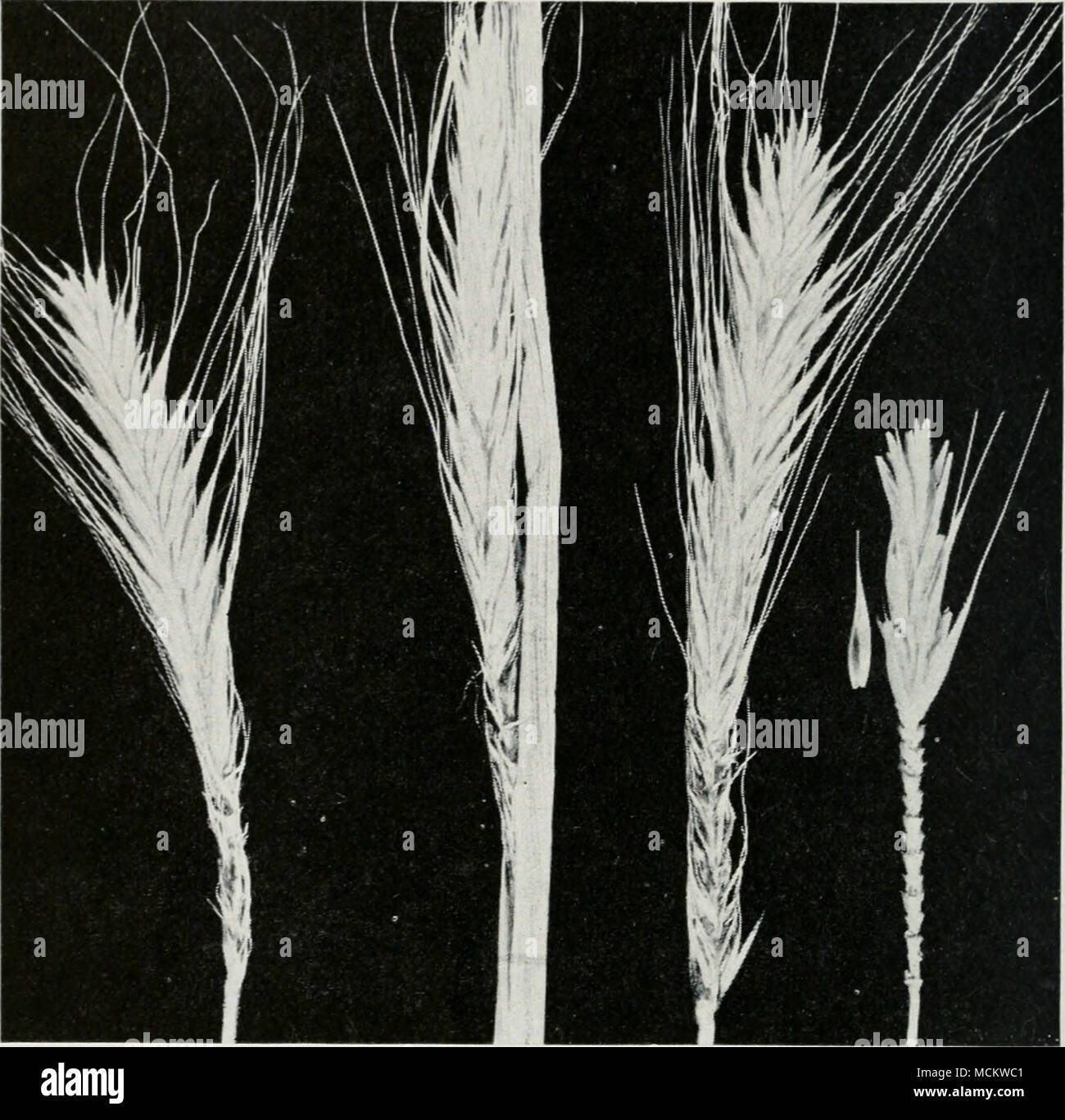 Claviceps Purpurea Stock Photos & Claviceps Purpurea Stock Images - Alamy