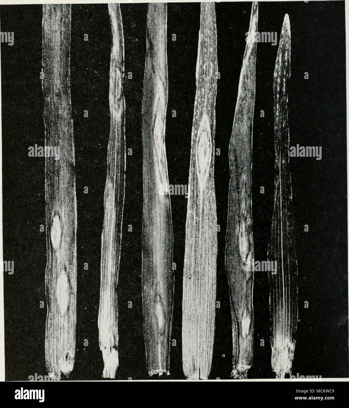 . Fig. 46.—Scald on rye. Infection of leaves by the parasitic fungus ...