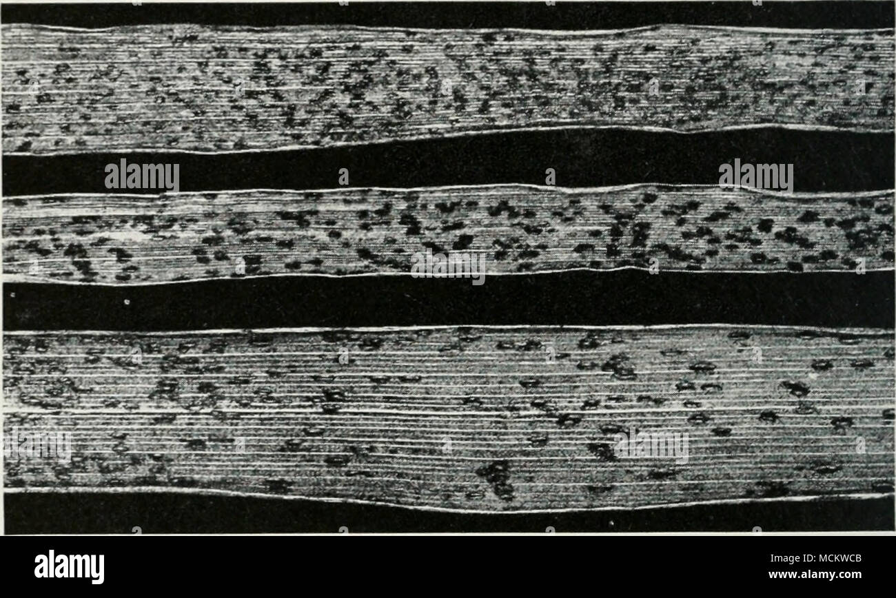 . Fig. 47.—Leaf rust of rye. The dark spots scattered over each leaf ...