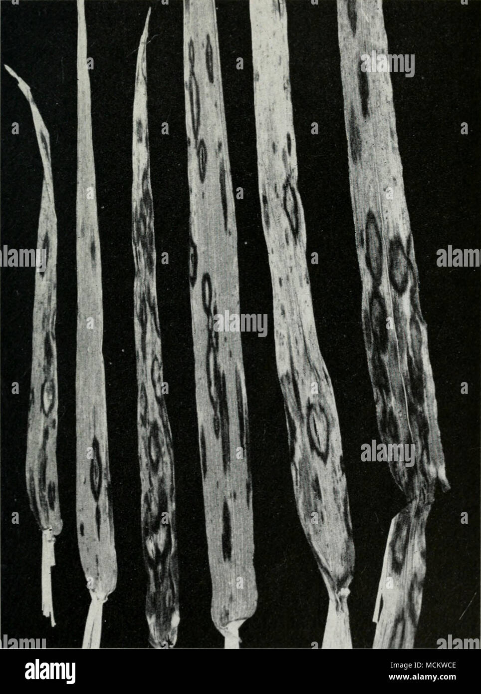 . Fig. 41.—Scald on barley. The fungus produces spots on leaf blades ...