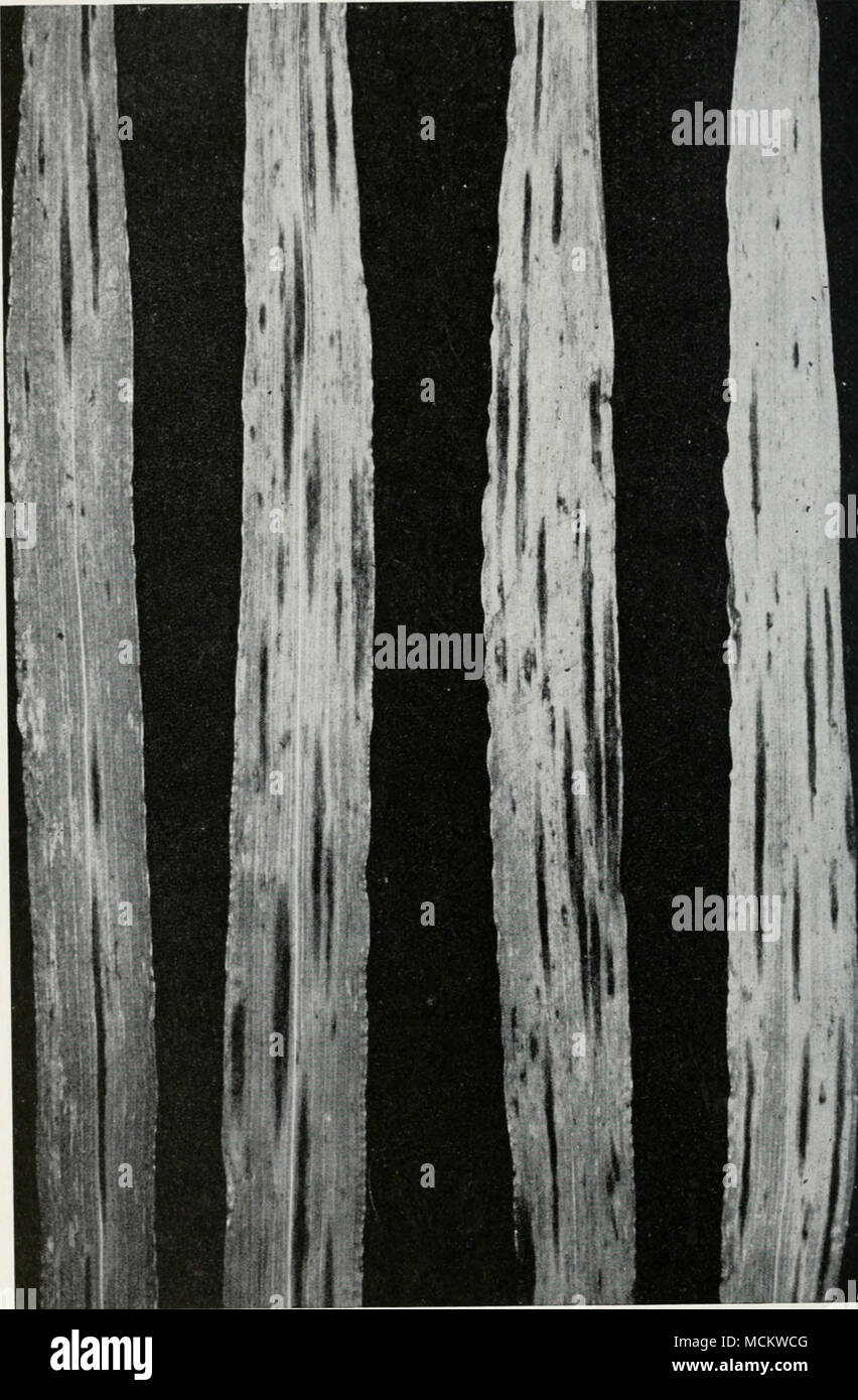 . I-ig. 39.—Net blotch of barley. The disease appears as brown spots or ...