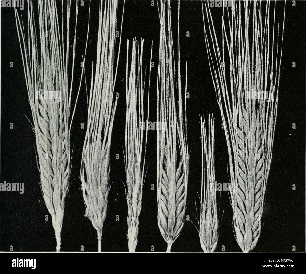 . Fig. 35.—Scab on barley. The four heads in the center show the ...
