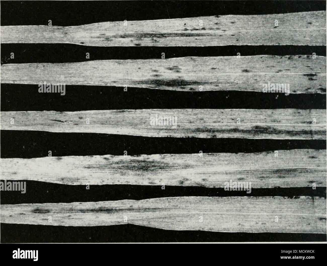. Fig. 38.—Spot blotch on barley. This disease appears on the upper ...