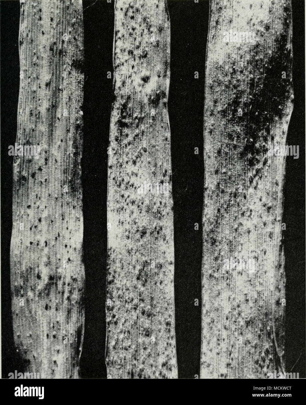 . Fig. 36.—Leaf rust of barley. Itust pustules contain the lipht ...