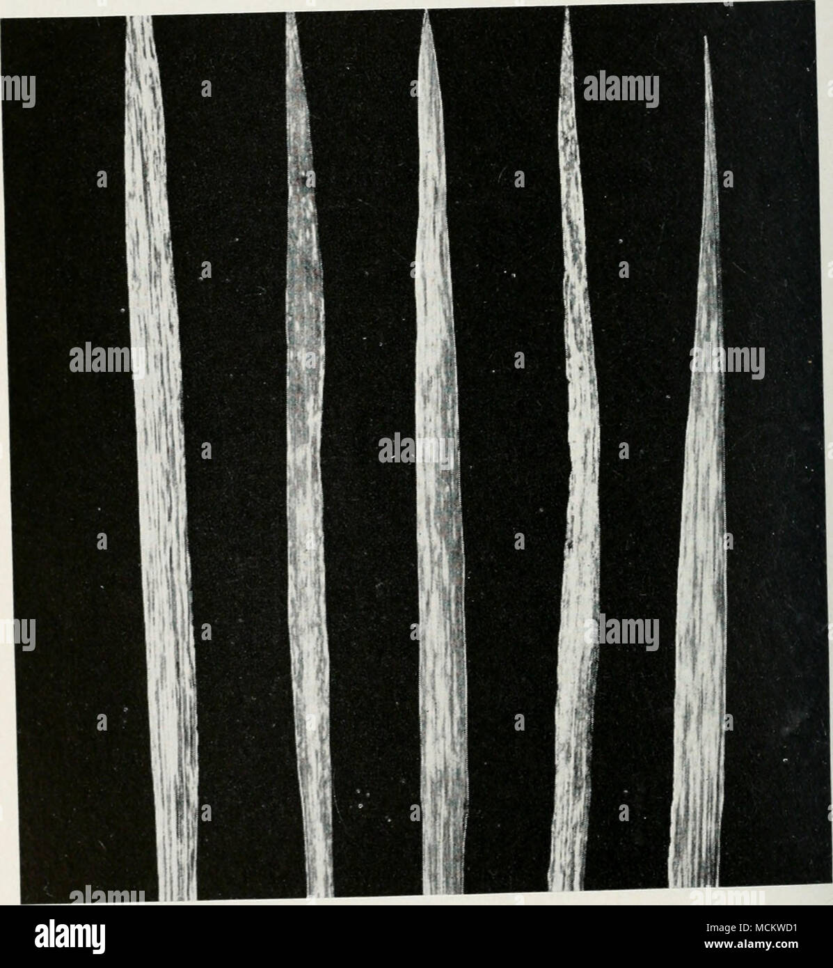 Mottling soil hi-res stock photography and images - Alamy