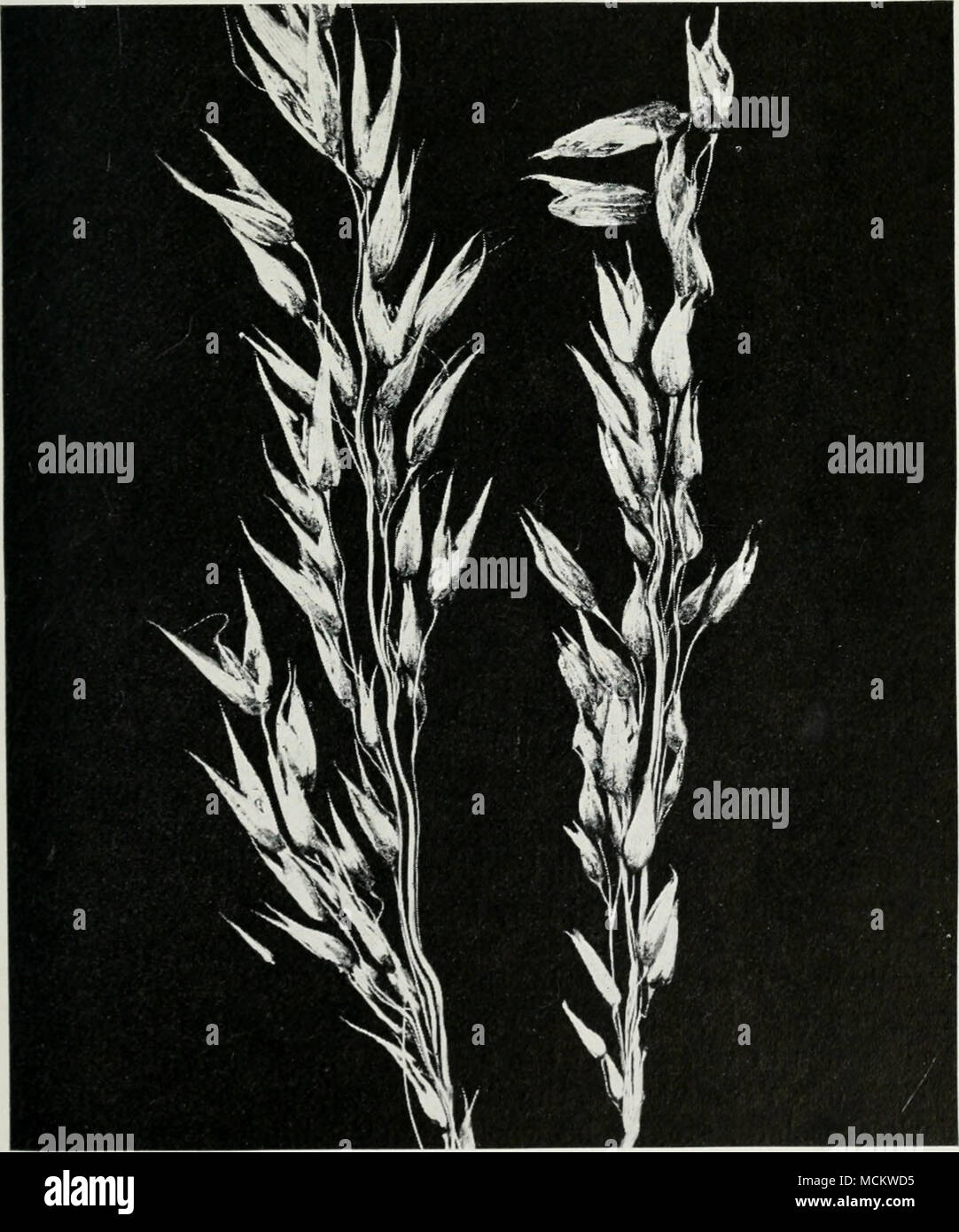 . Fig. 24.—Covered smut of oats. Each affected oat kernel is ...