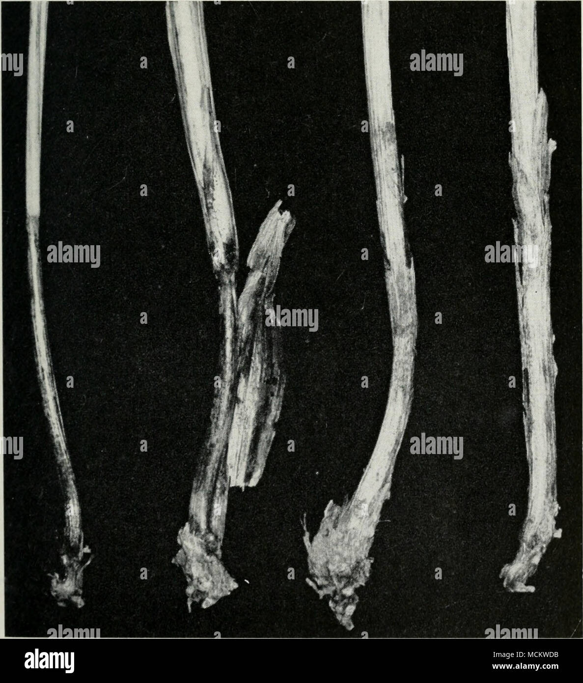 . Fig. 16.—Take-all on wheat. This disease causes a dry rot of roots ...