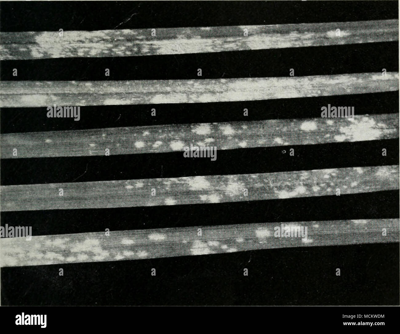 . Fig. 11.—Powdery mildew on wheat. The fungus may first be seen on the ...