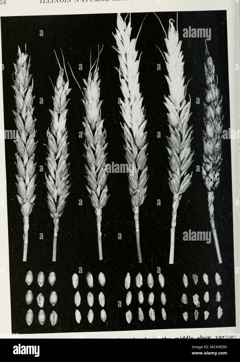 . Pi,. io.-Scab on wheat The f-r heads in the^.idd^^^^^^^^^ decrees of ...
